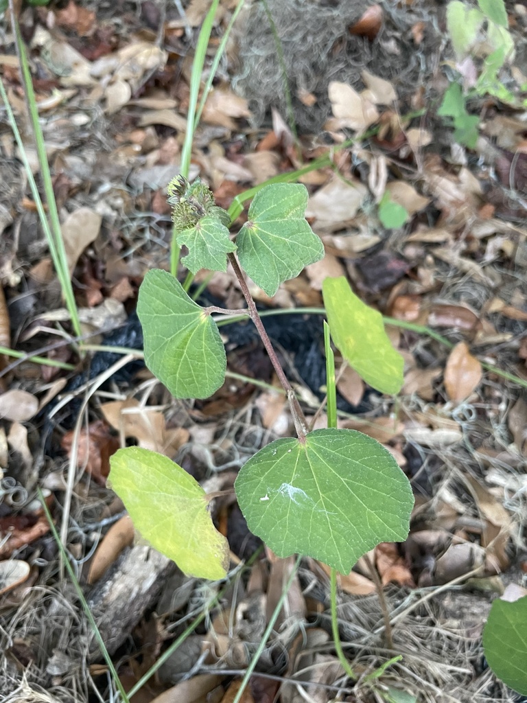 Caesar weed from Tavares Mill Ave, Lithia, FL, US on February 01, 2022 ...