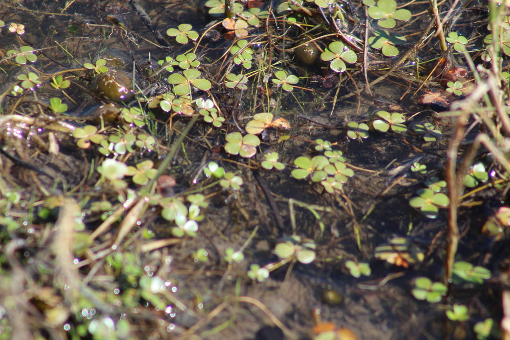 Helicopter Ferns from Atlangatepec, Tlax., Mexico on January 29, 2022 ...