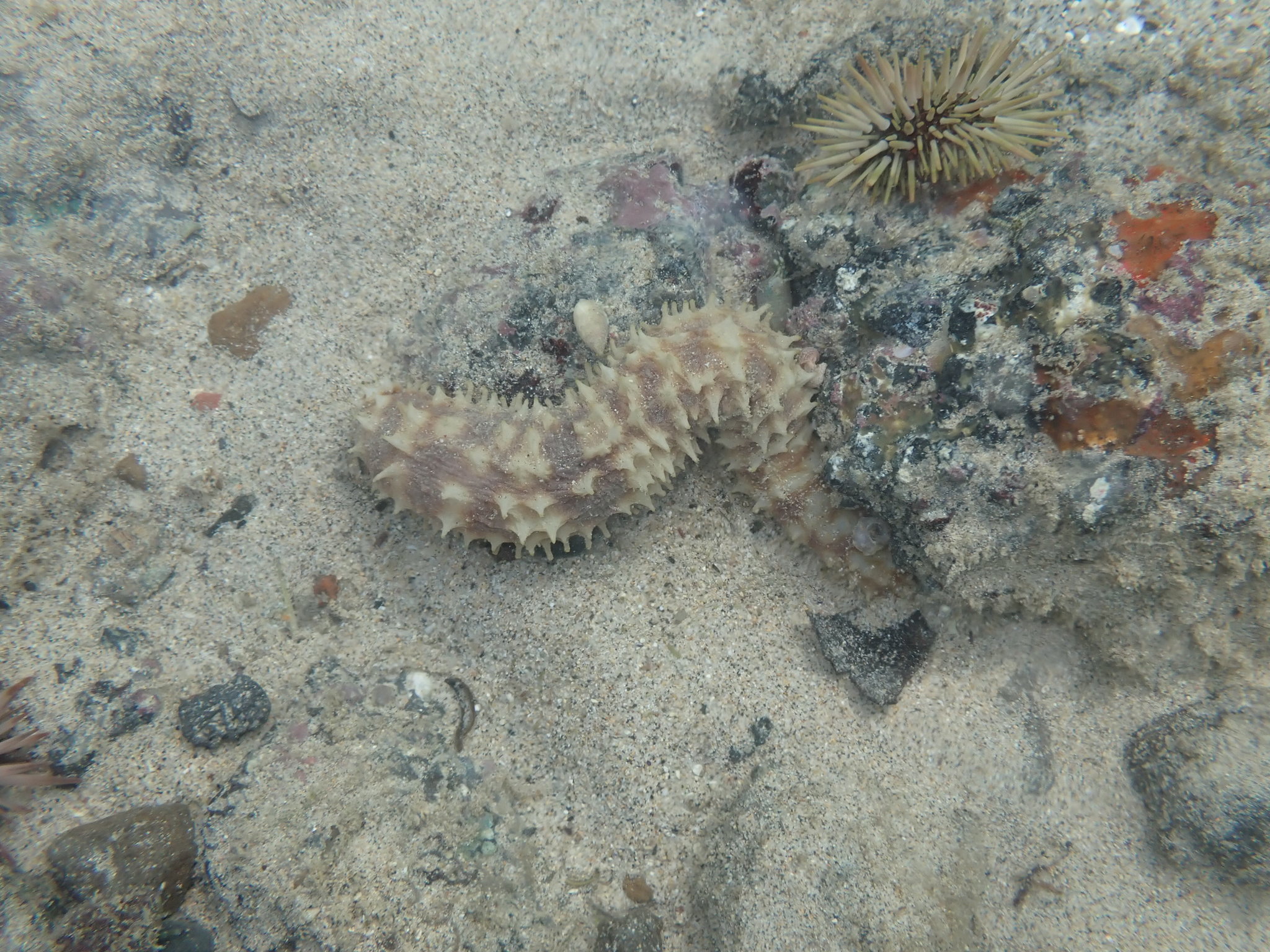 Holothuria hilla Lesson, 1830