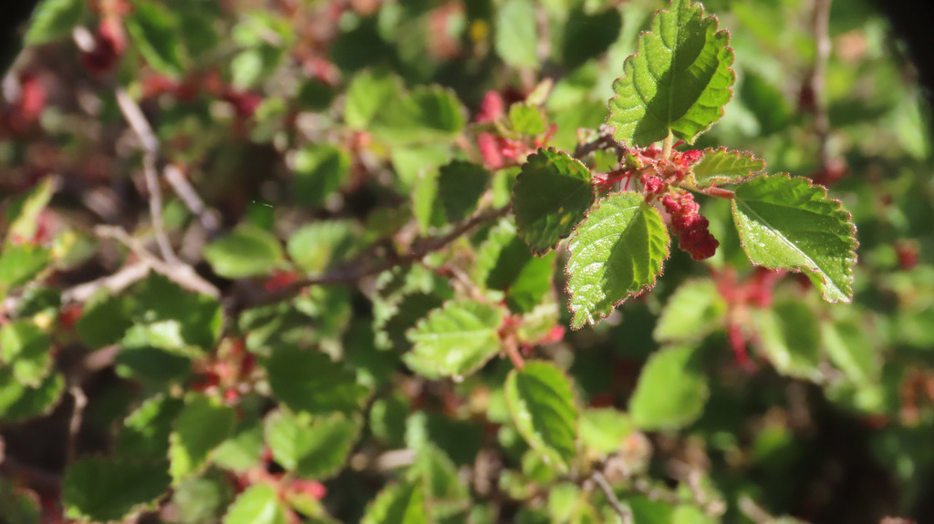 California Copperleaf from San Diego County, CA, USA on February 02 ...