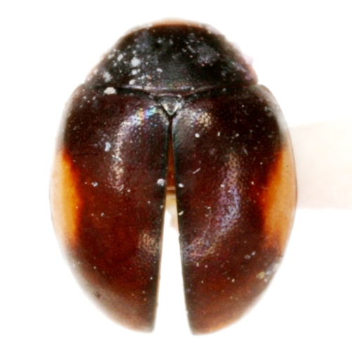 Hyperaspis significans · iNaturalist