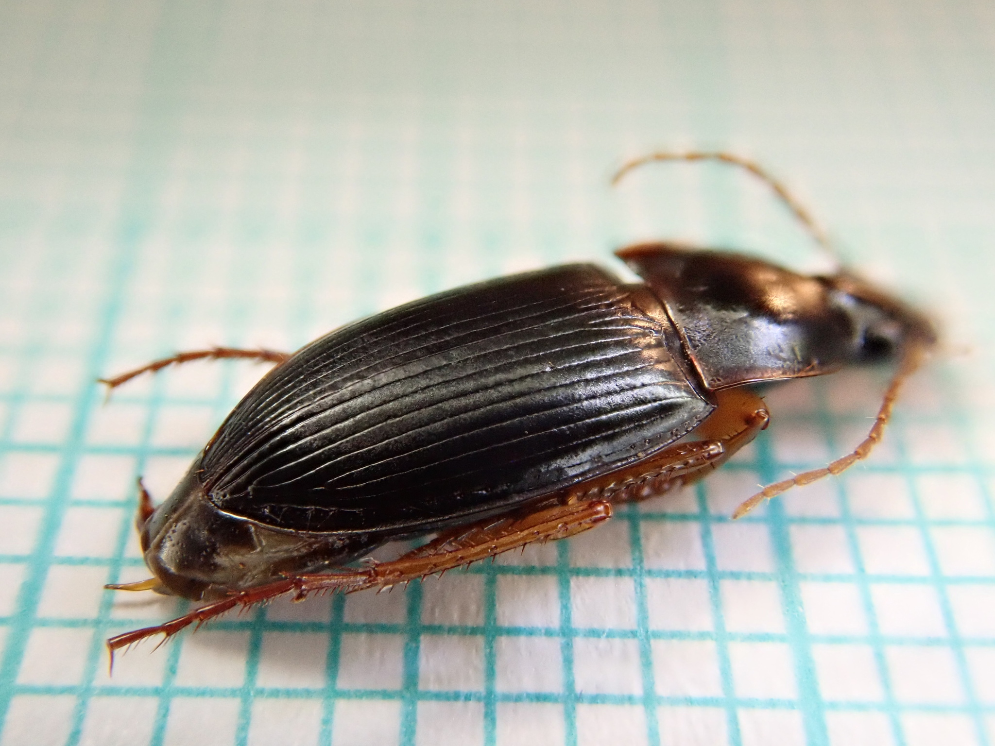 Calathus ambiguus (Paykull, 1790)