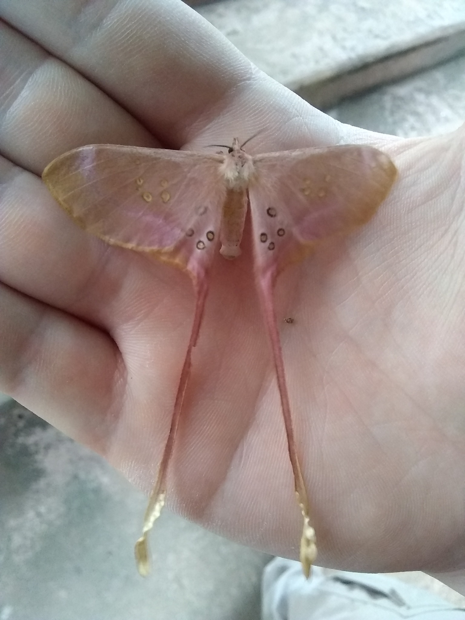 Eudaemonia argus Fabricius, 1781