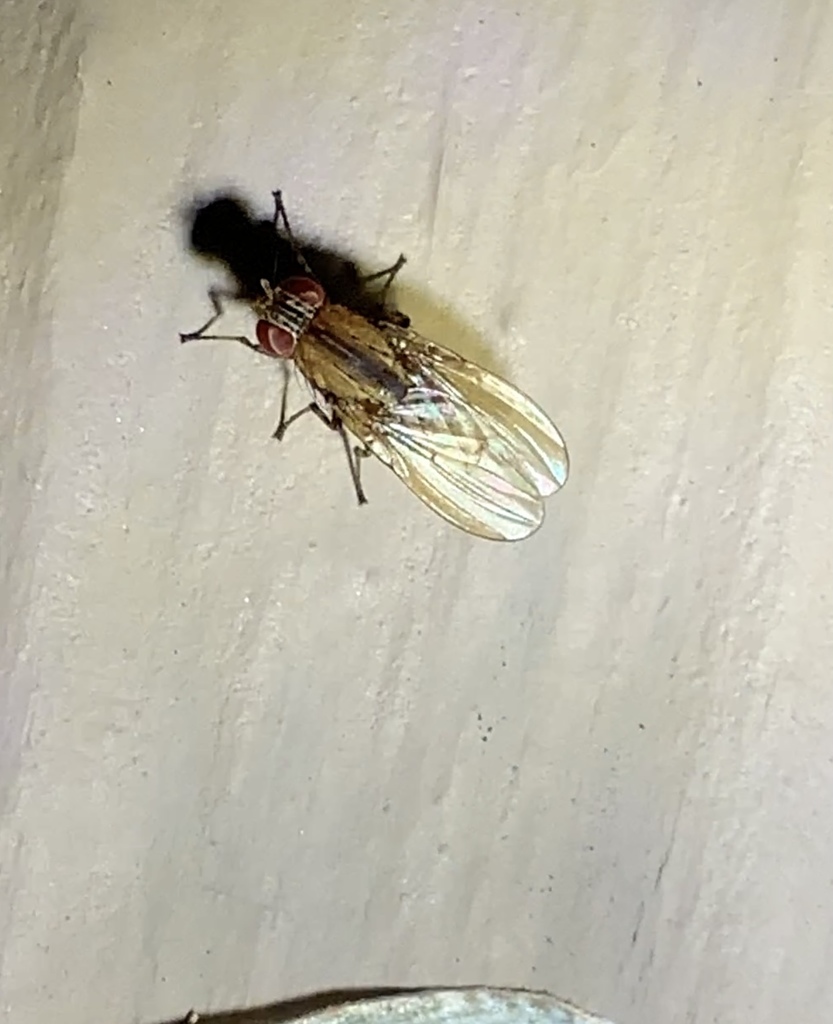 Brown-striped Litter Fly from Hahei 3591, New Zealand on December 24 ...