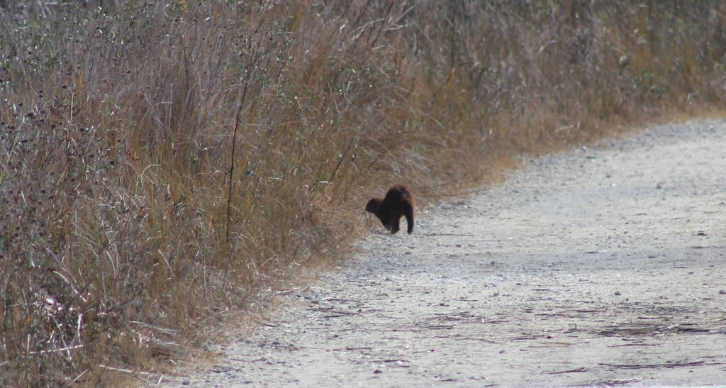 North American River Otter from Edisto Island, SC 29438, USA on ...