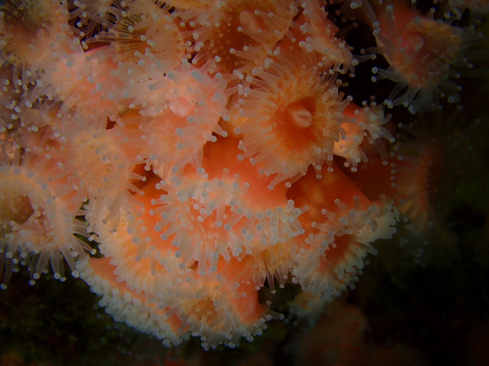 Corynactis australis Haddon & Duerden, 1896