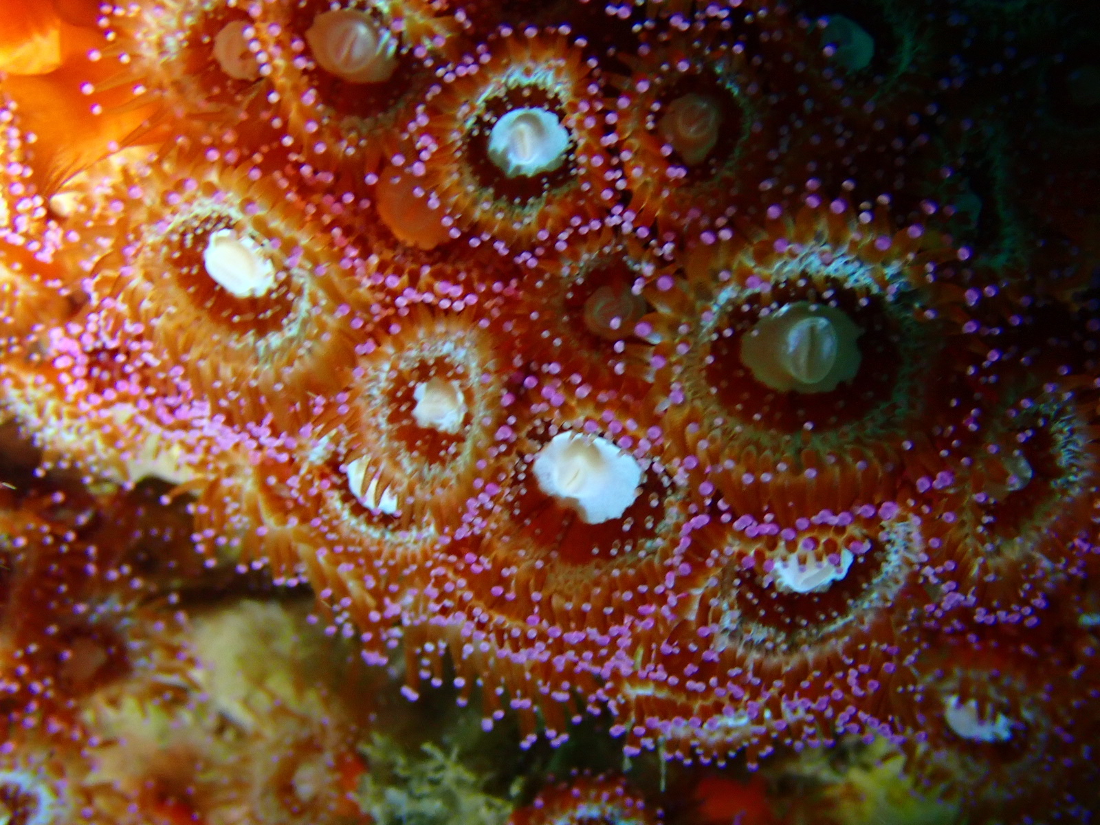 Corynactis australis Haddon & Duerden, 1896