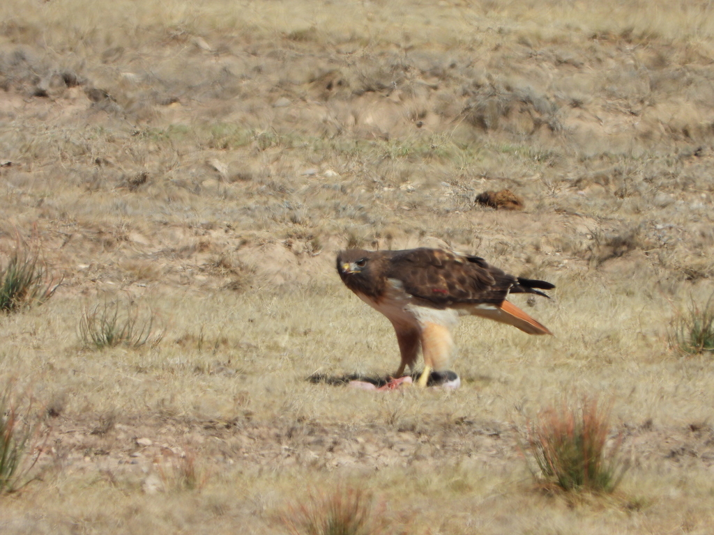 Red-tailed Hawk from Saltillo, Coah., México on February 2, 2022 at 12: ...