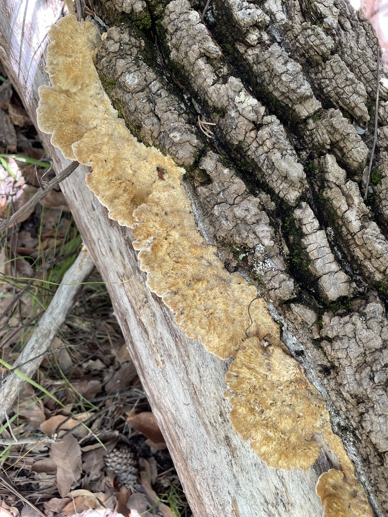 Trametes trogii from Cochise County, AZ, USA on August 27, 2021 at 12: ...