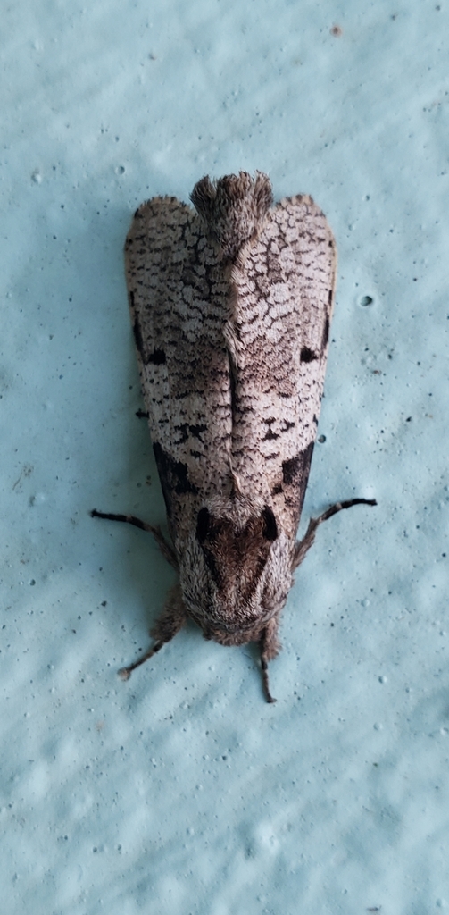 Owlet Moths and Allies from Río Blanco, Naguabo, Puerto Rico on January ...
