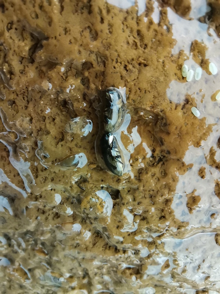 long-toed water beetles from Rosales, Chih., México on February 2, 2022 ...