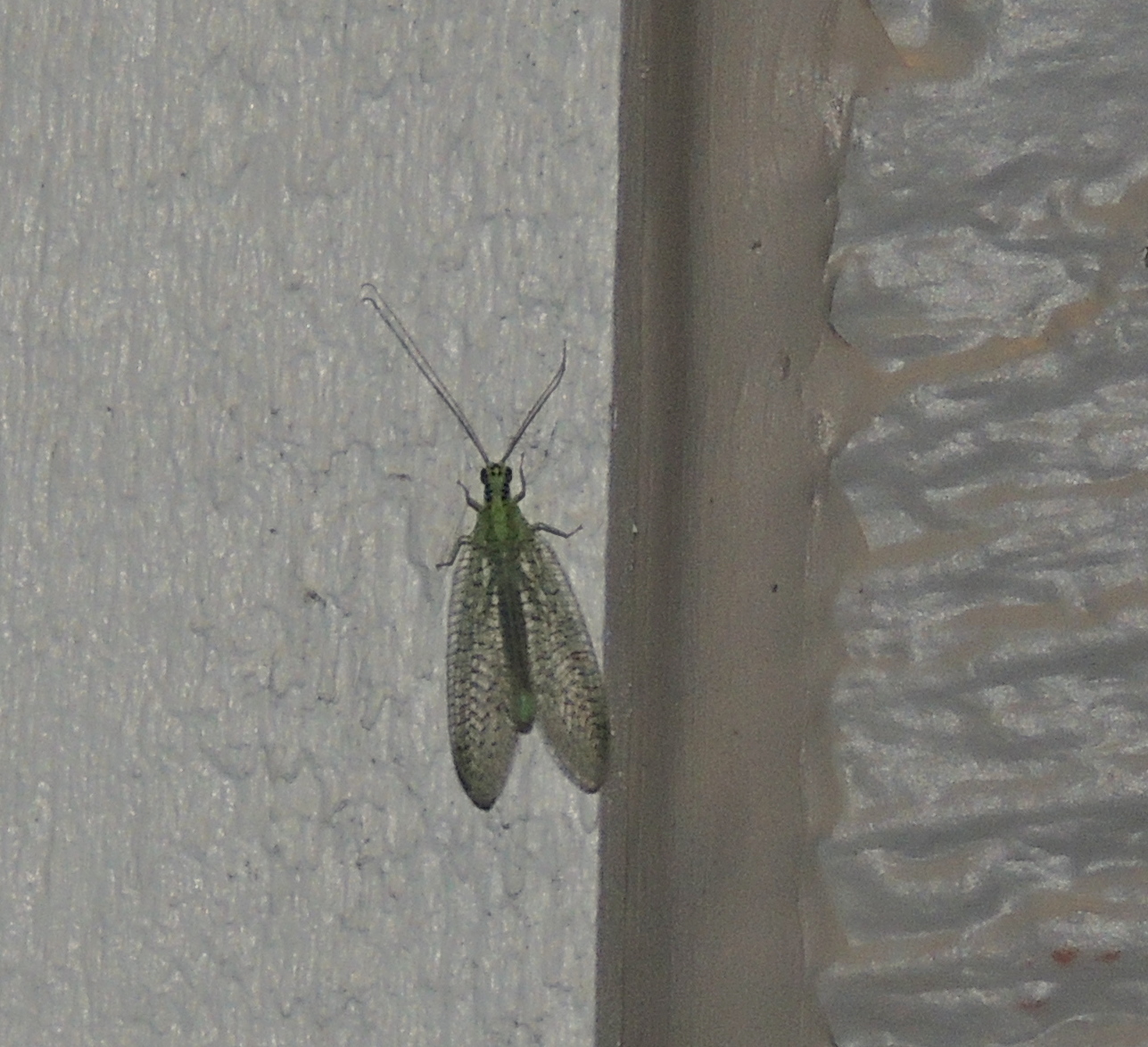 Chrysopa chi Fitch, 1855