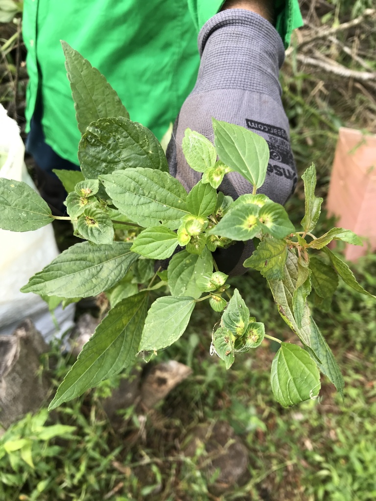 Asian Copperleaf from Avocado La, Maleny, QLD, AU on February 2, 2022 ...