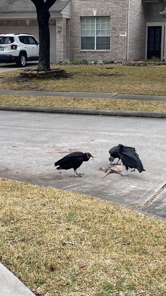 Black Vulture from Archmont Dr, Х’юстон, TX, US on February 01, 2022 at ...