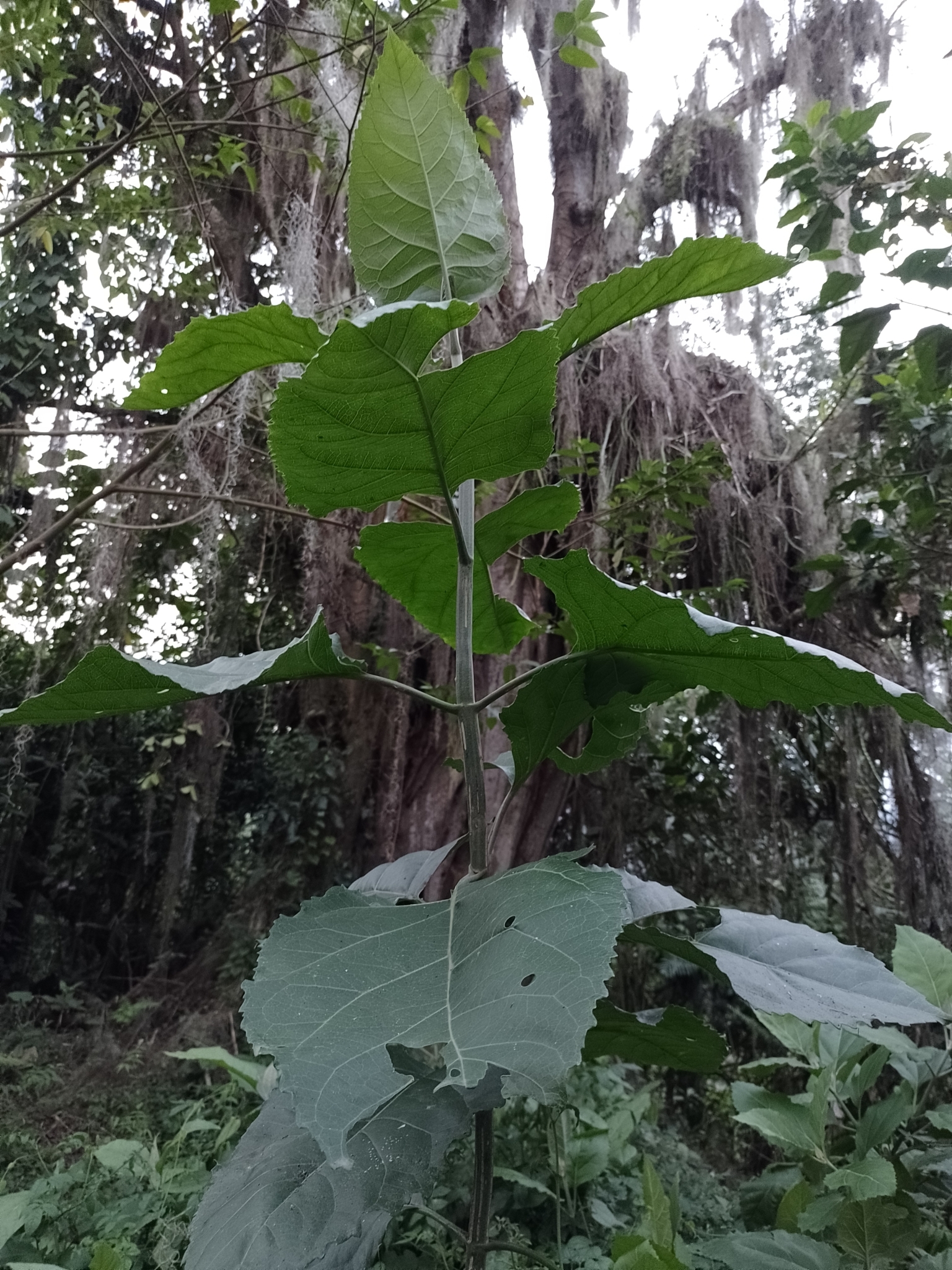 Critonia morifolia (Mill.) R.King & H.Rob.