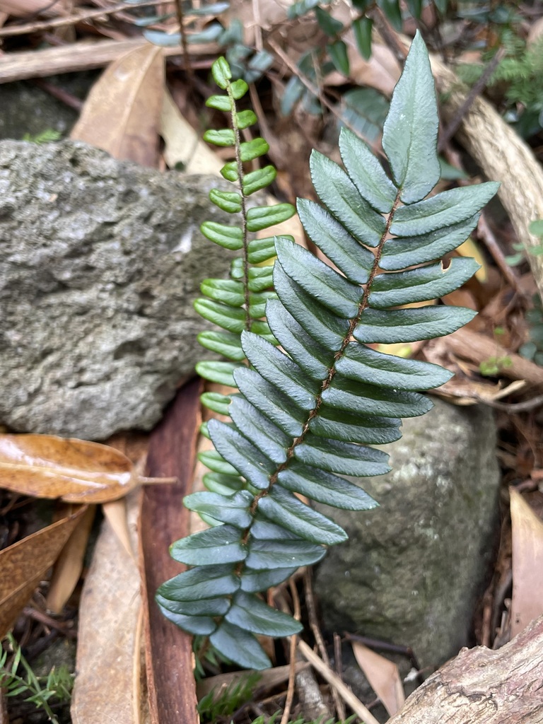Sickle Fern from Melbourne VIC, Australia on February 3, 2022 at 10:48 ...
