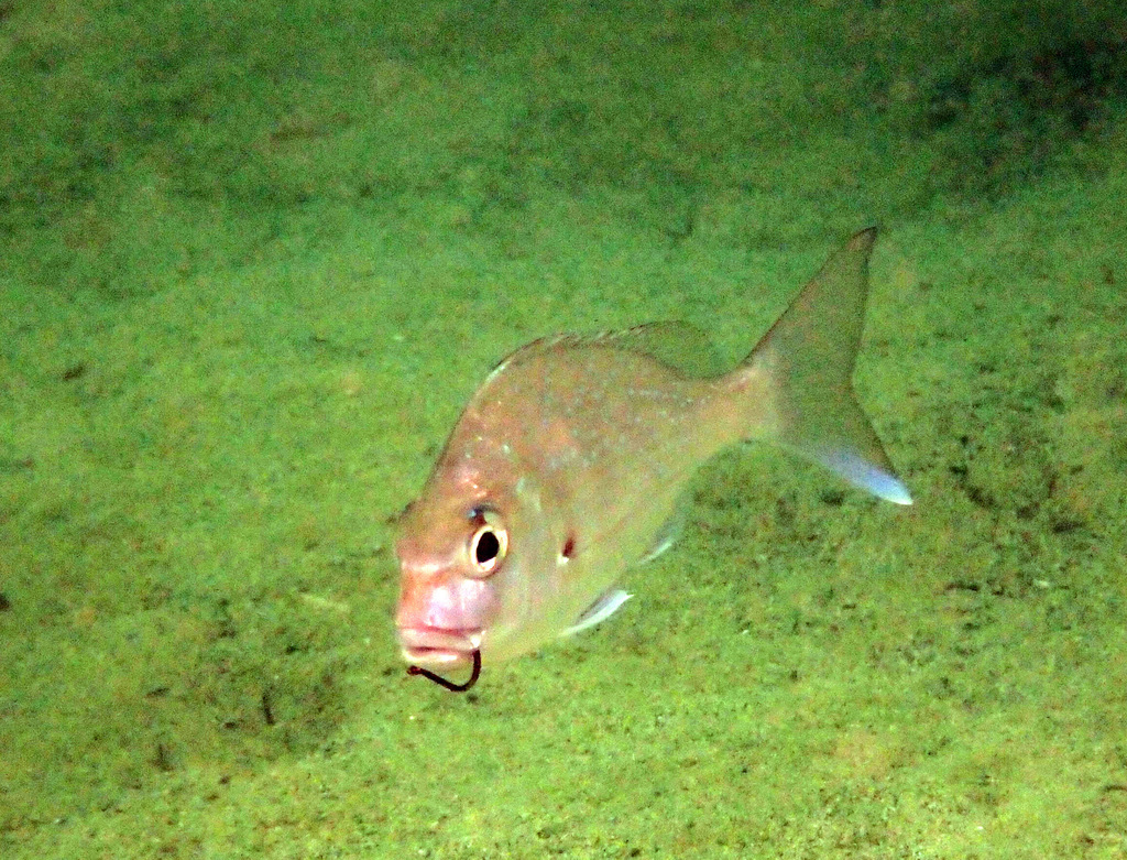 Australasian Snapper from Sydney NSW, Australia on January 19, 2022 at ...