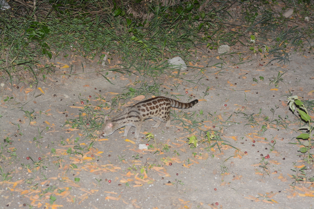 Rusty-spotted Genet from Dar es Salaam, Tanzania on January 4, 2022 at ...