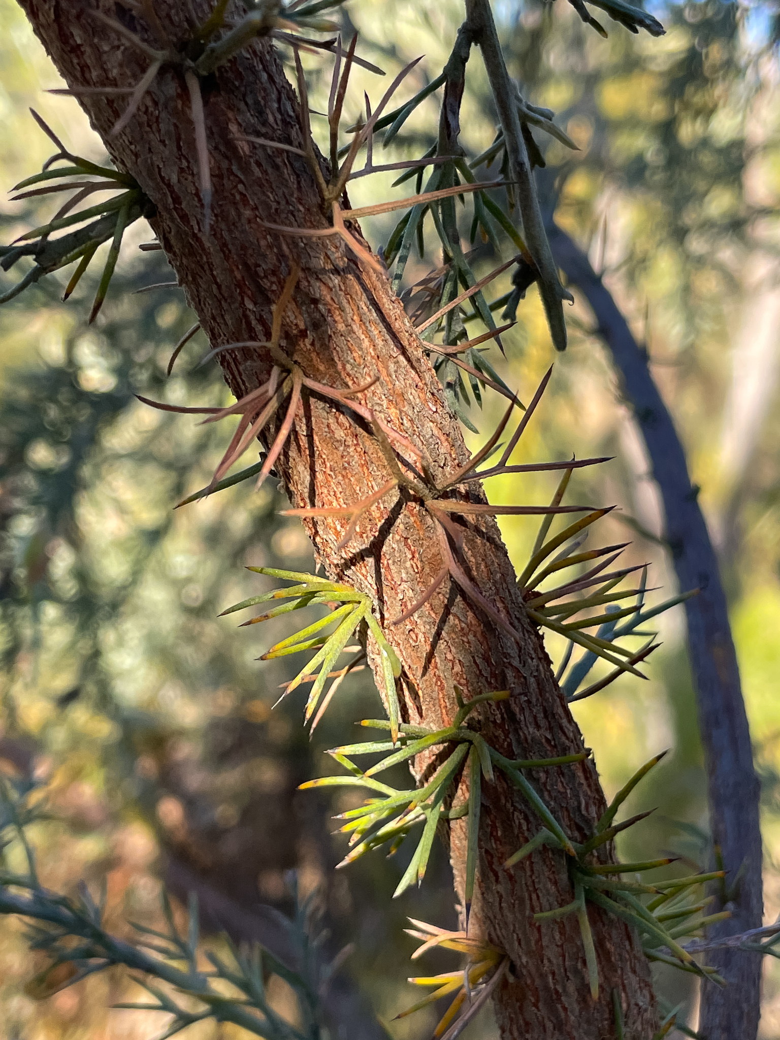 Jacksonia furcellata (Bonpl.) DC.