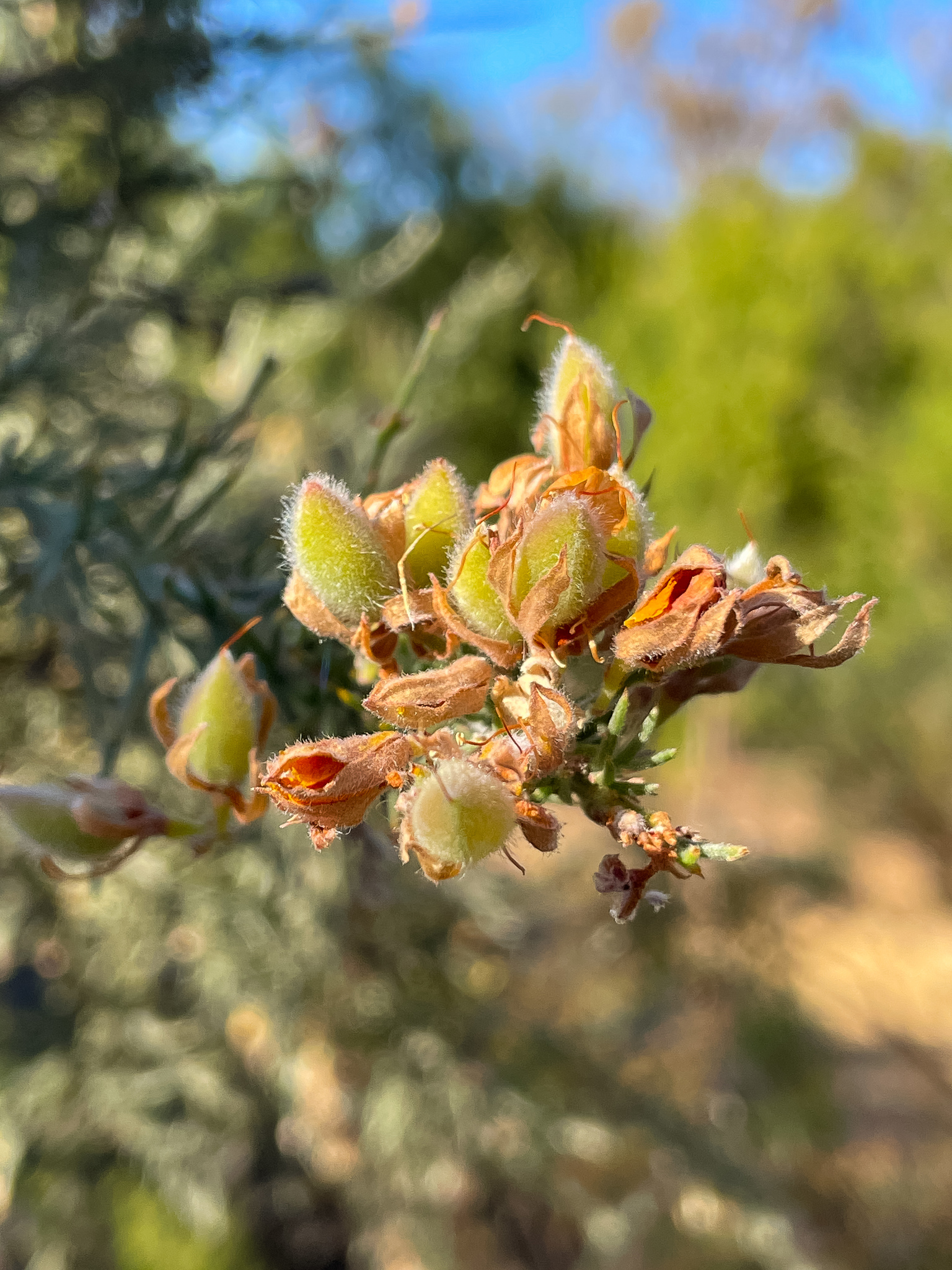 Jacksonia furcellata (Bonpl.) DC.