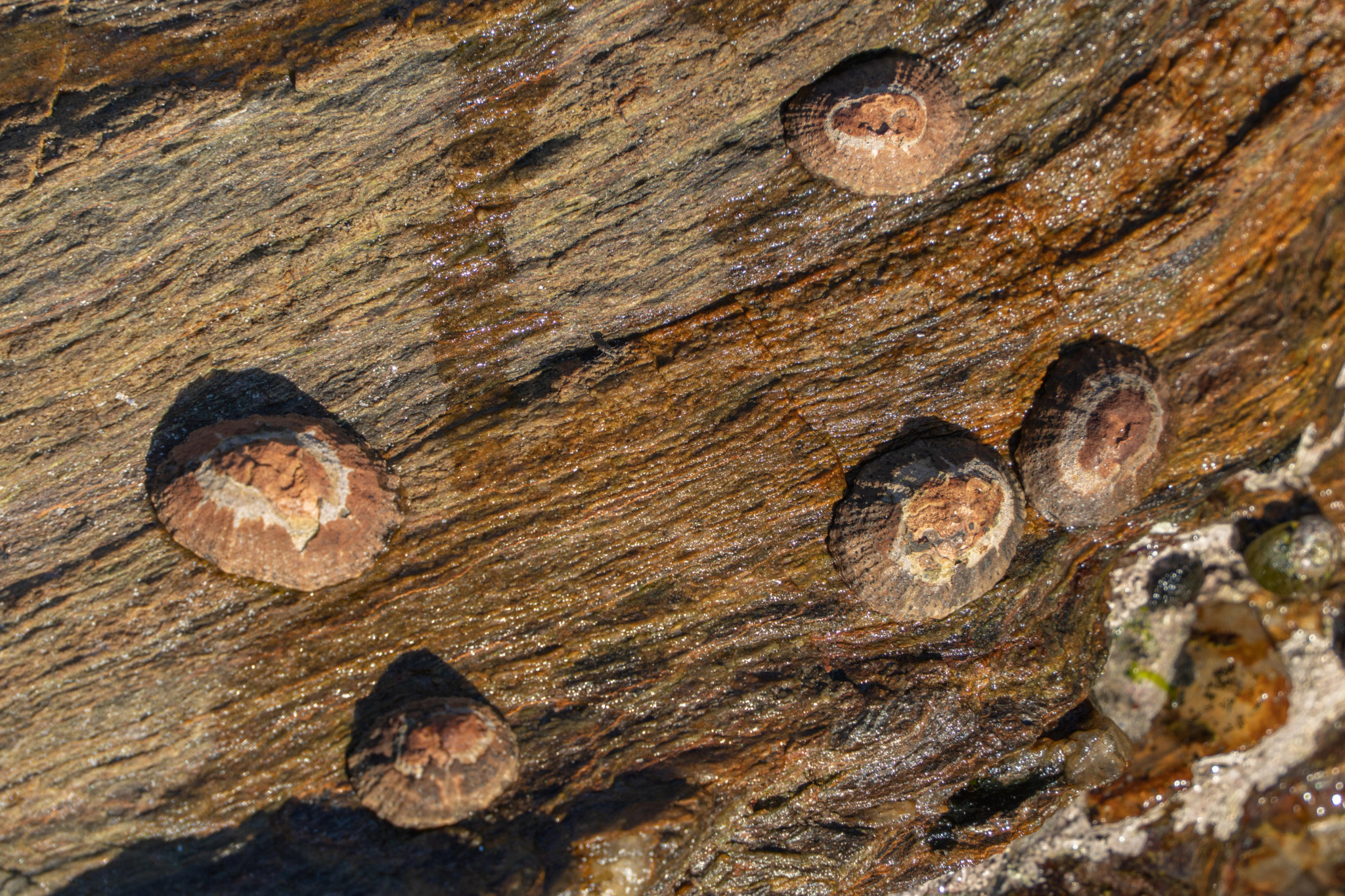 Scutellastra granularis (Linnaeus, 1758)