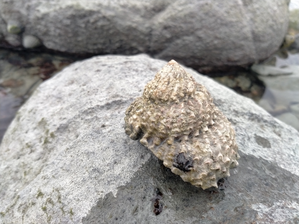 Cook's Turban from Canterbury, New Zealand on February 03, 2022 at 05: ...