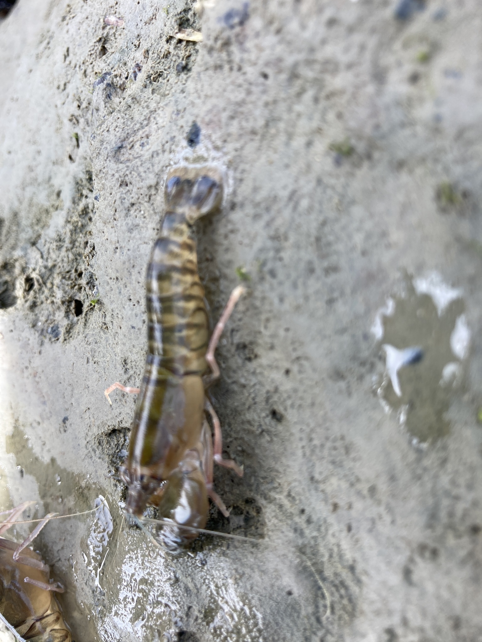 Alpheus Fabricius, 1798