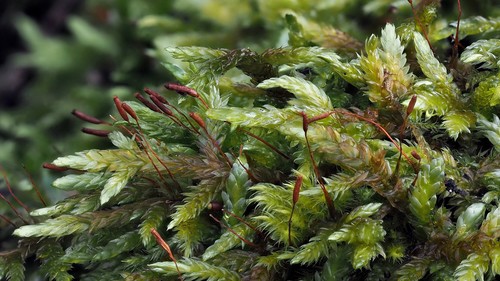 Entodon schleicheri · NaturaLista Colombia