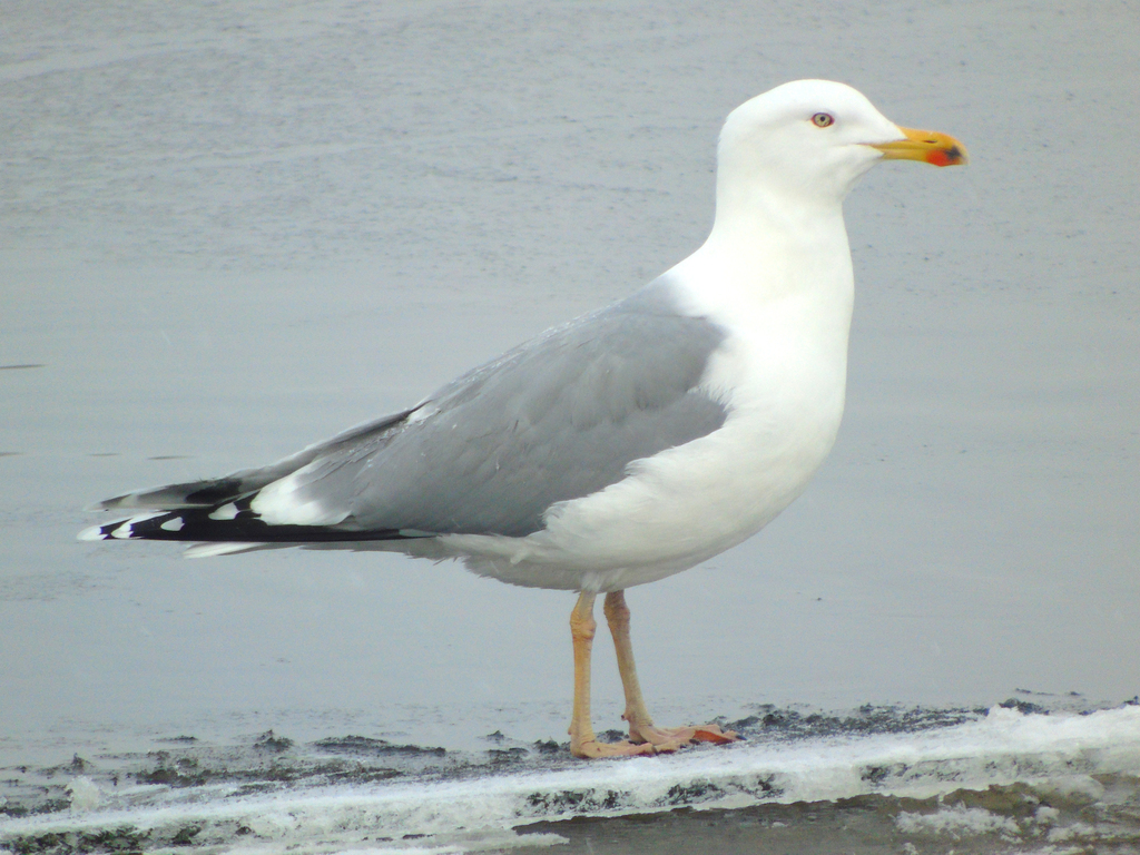 Herring Gull (Bear River Migratory Bird Refuge, Utah - Bird List ...
