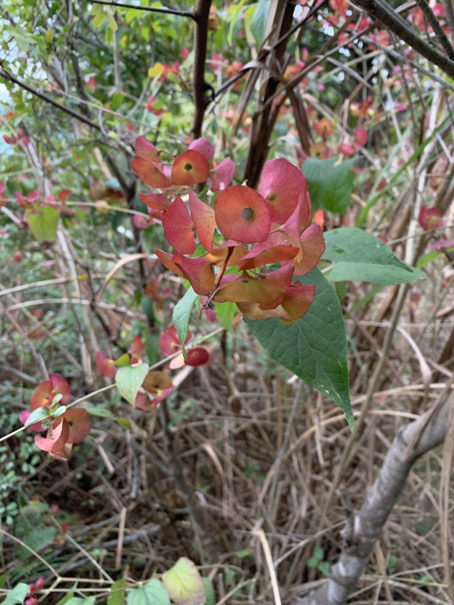 Holmskioldia sanguinea Retz.