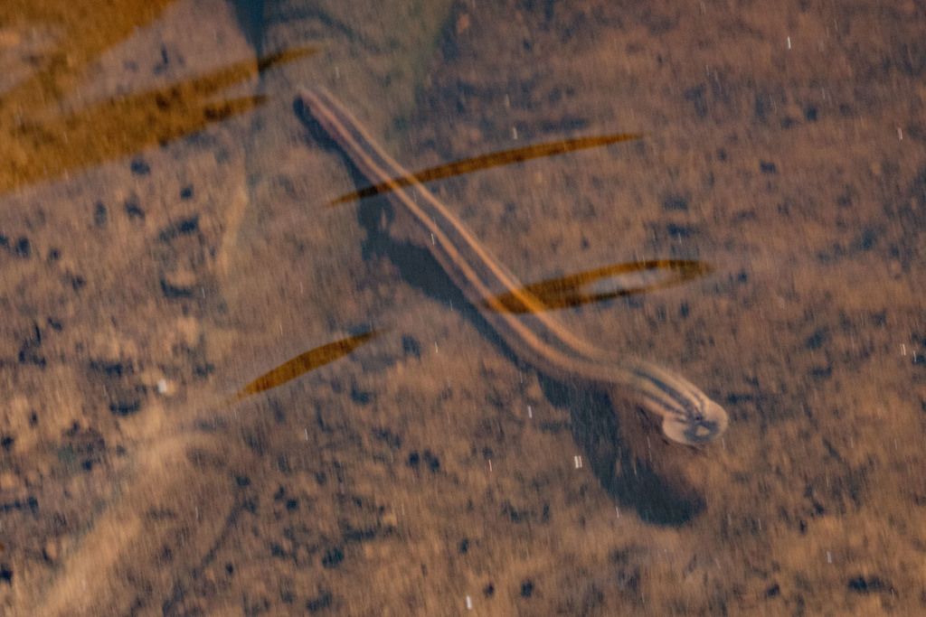 Australian tiger leech from Chewton VIC 3451, Australia on January 23 ...