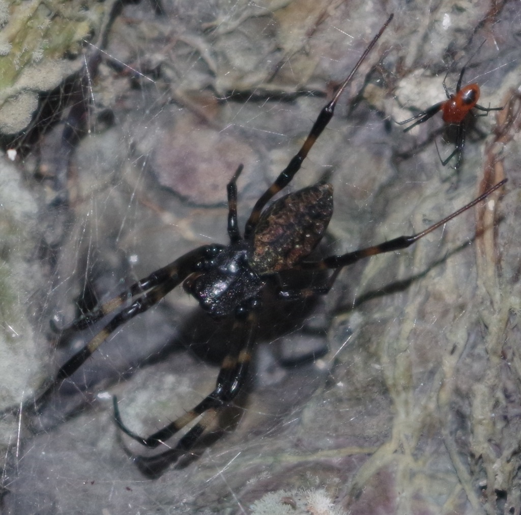 Asian Hermit Spider from Thung Wa, Satun, Thailand on January 14, 2022 ...