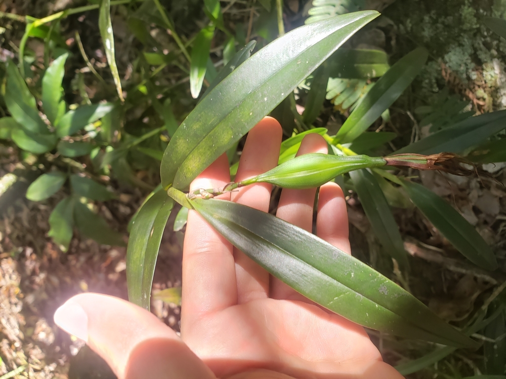 Night Scented Orchid in January 2022 by Veronique Tessier · iNaturalist