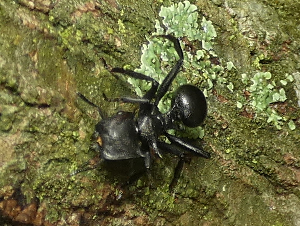 Common Giant Turtle Ant from Zona rural de Paudalho - Pernambuco on ...