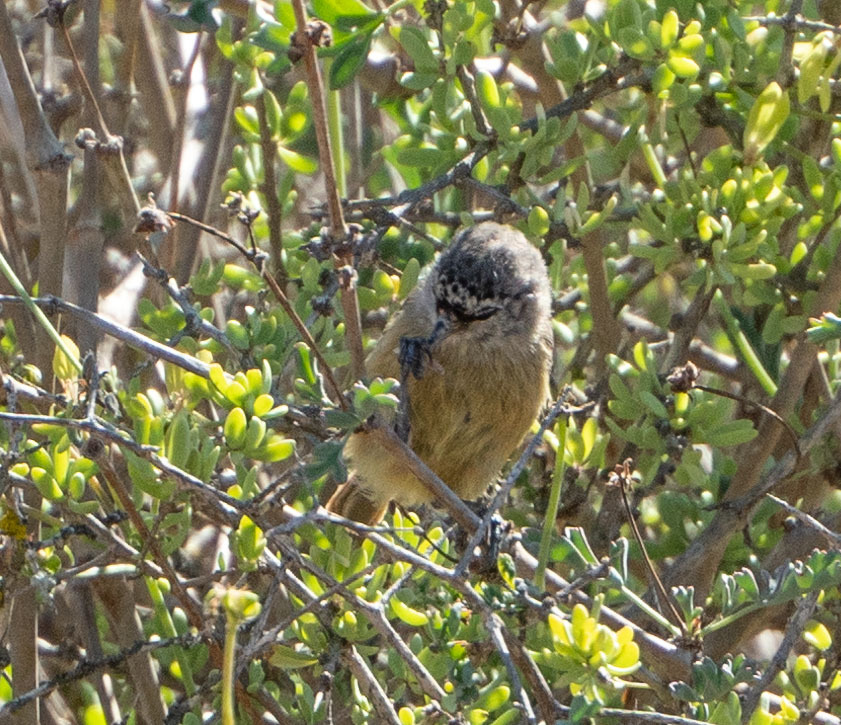 Anthoscopus minutus (Shaw, 1812)