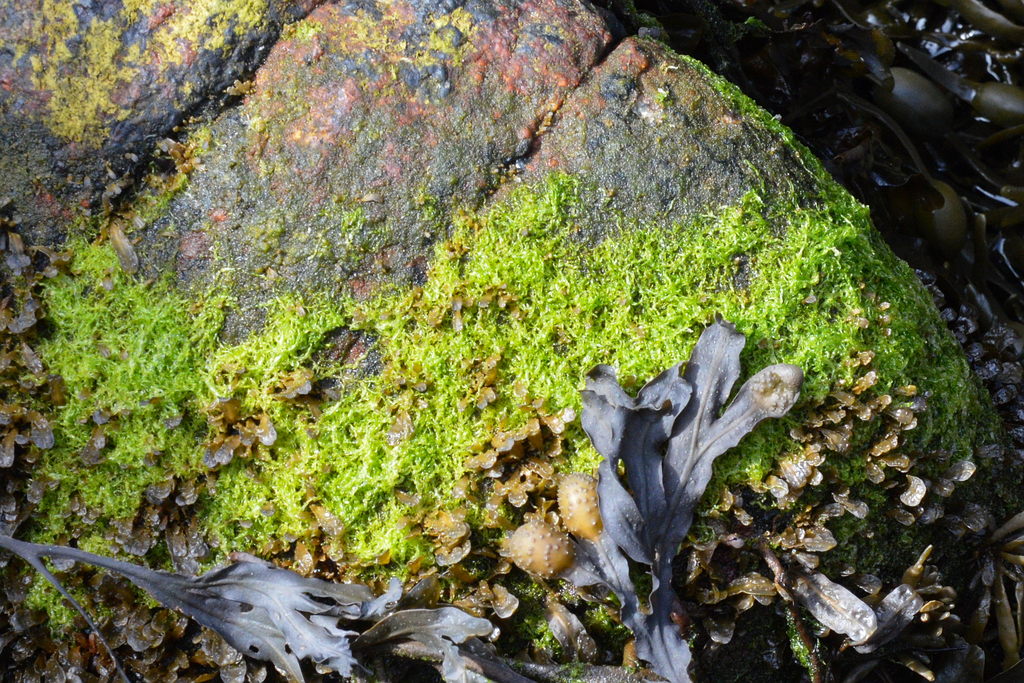 green algae from Utsira Municipality, Norway on August 06, 2021 at 02: ...