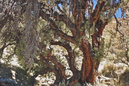 Polylepis tomentella · iNaturalist