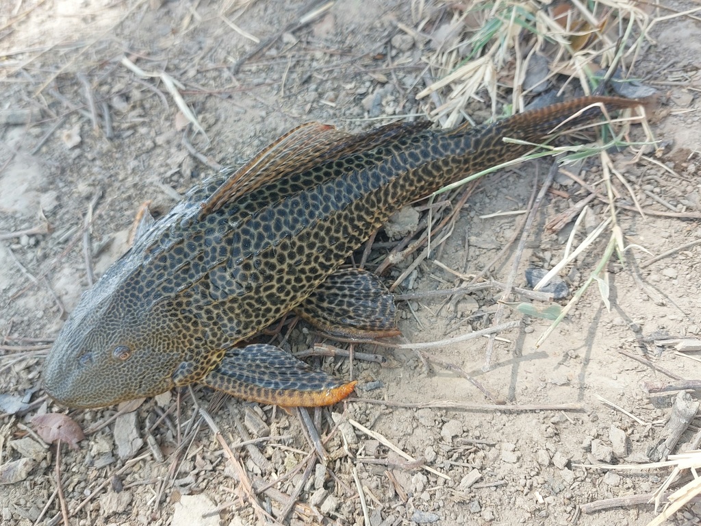 Orinoco Sailfin Catfish (Pterygoplichthys multiradiatus) - Marine Life ...