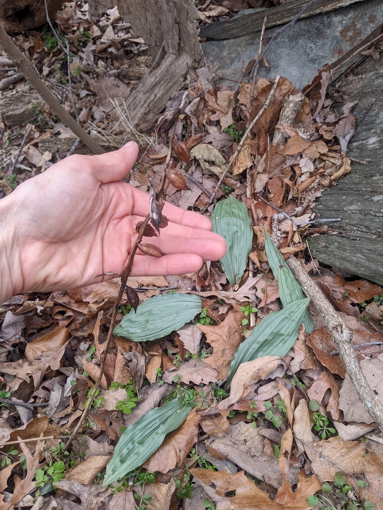 putty root from Potomac, MD, USA on February 02, 2022 at 10:55 AM by ...
