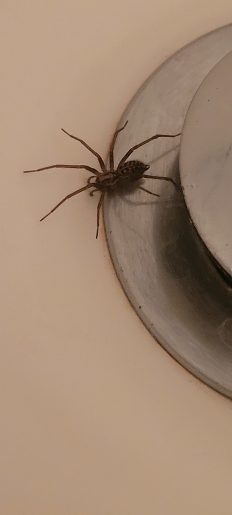 Giant House Spider in February 2022 by Mitch · iNaturalist