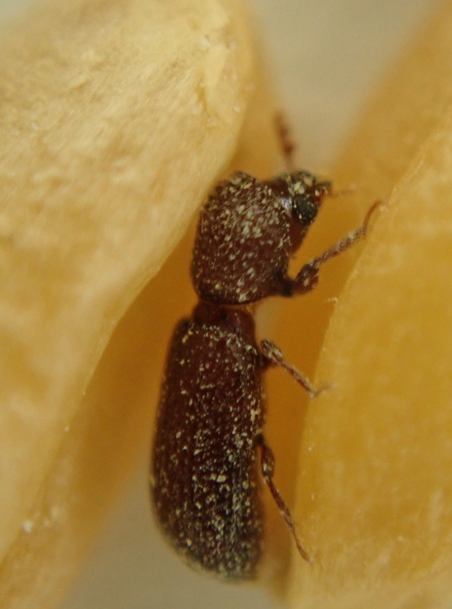 Rhyzopertha dominica (Fabricius, 1792)