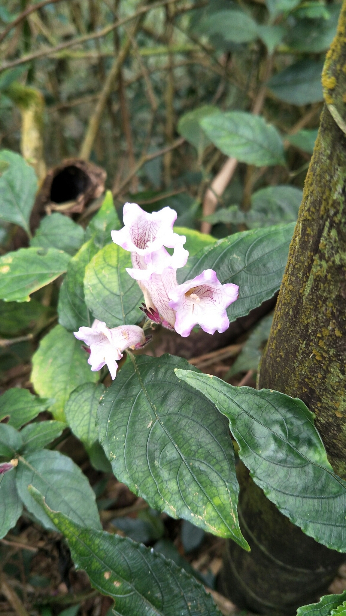 Strobilanthes pentastemonoides (Nees) T.Anderson