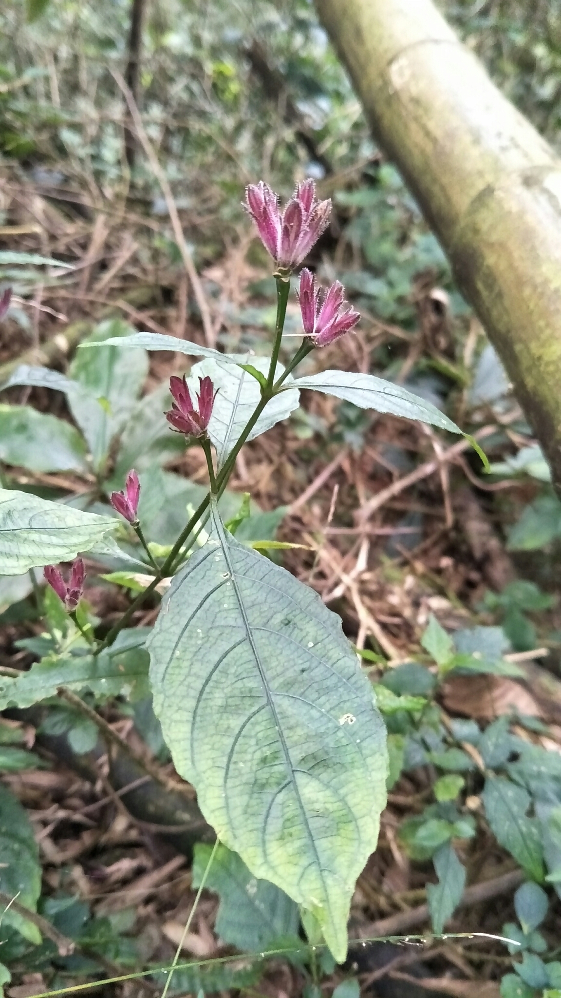 Strobilanthes pentastemonoides (Nees) T.Anderson