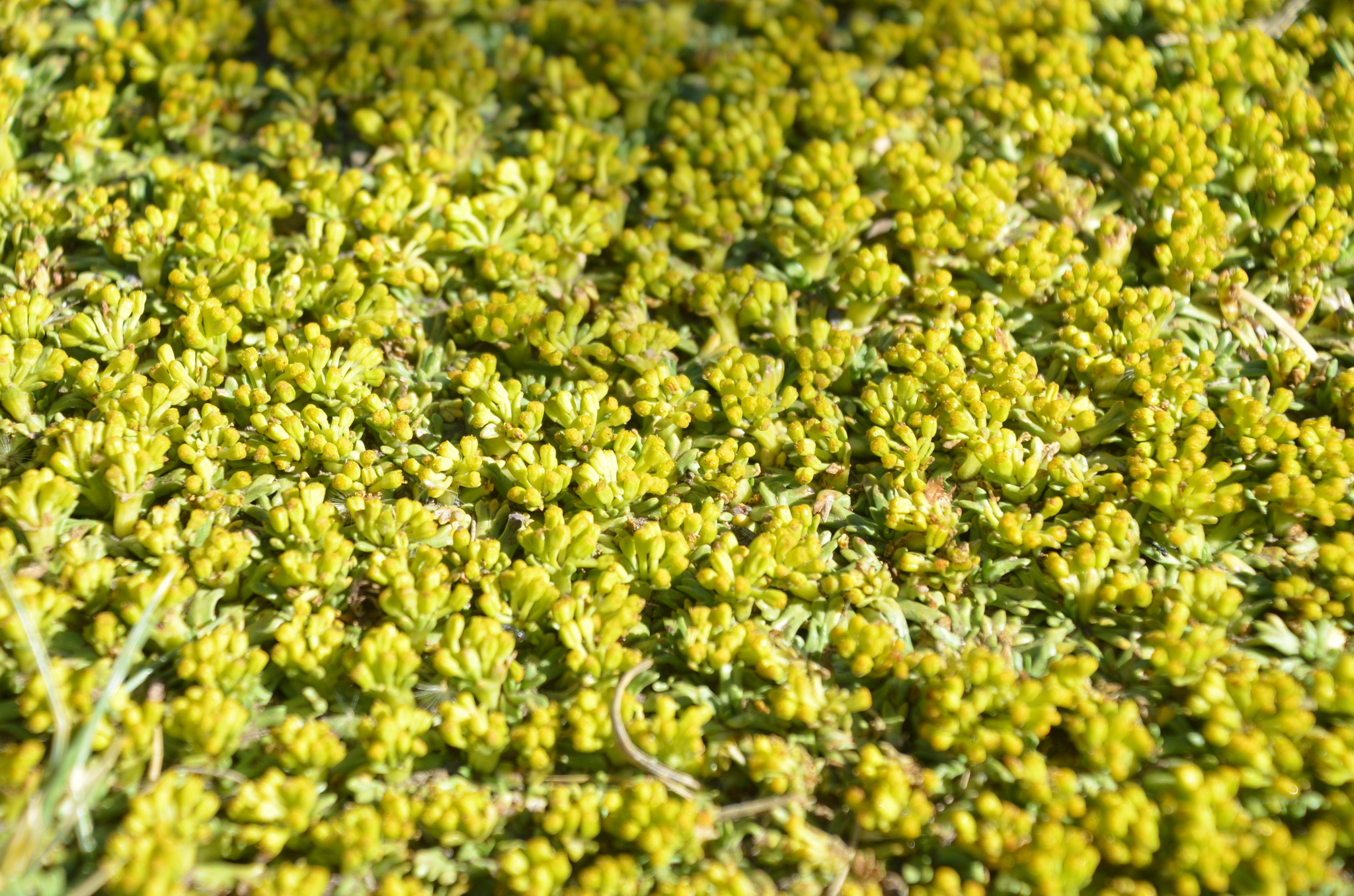 Azorella trifurcata (Gaertn.) Pers.