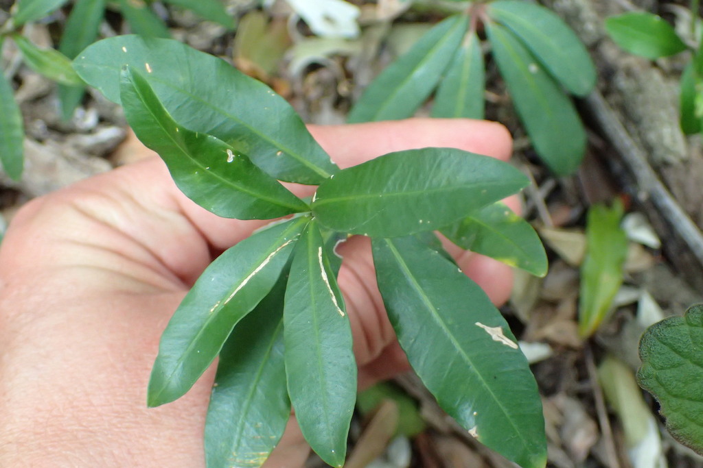 Forest Elder from Zuurberg on August 17, 2021 at 09:55 AM by Alastair ...