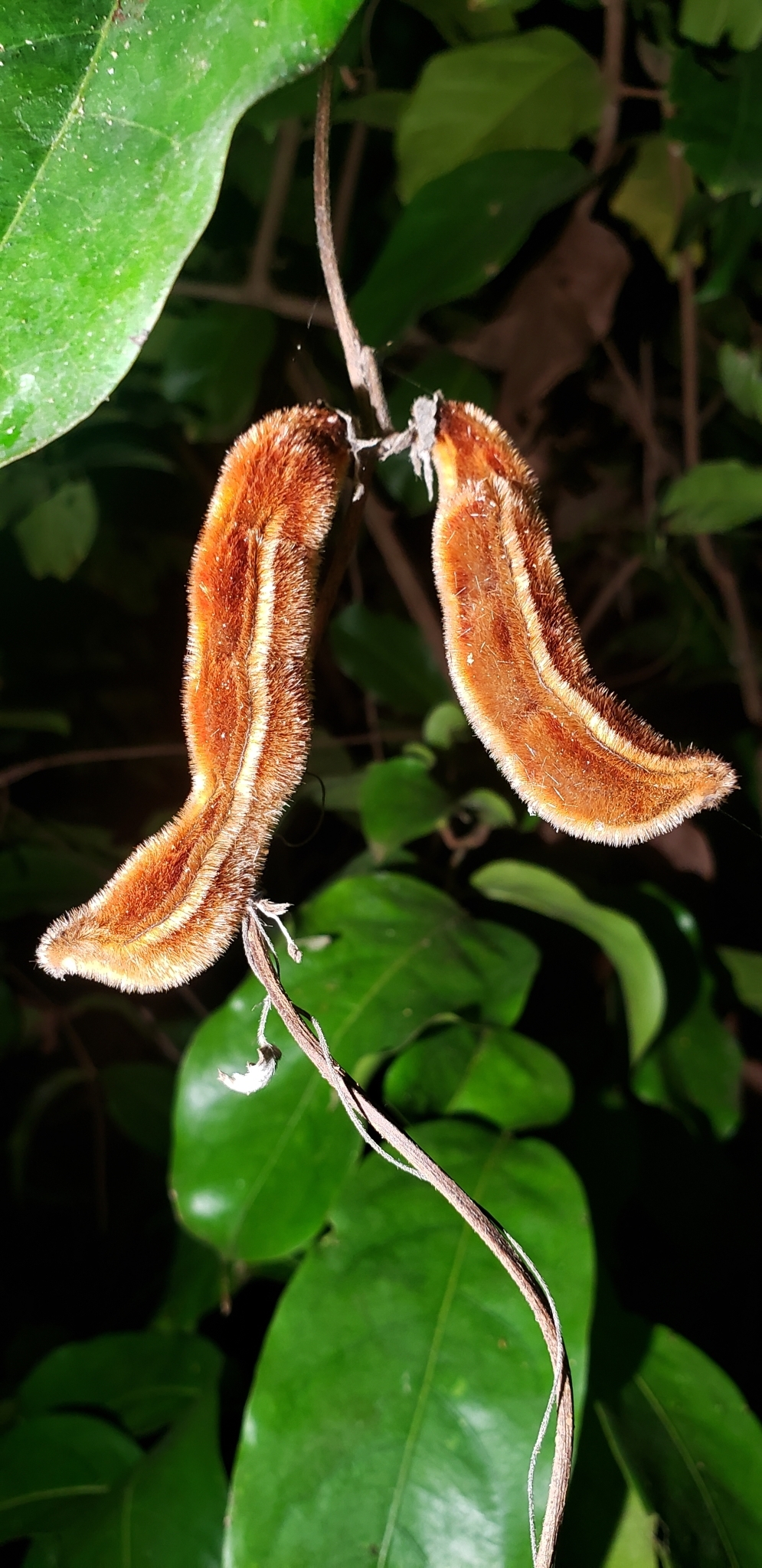 Mucuna pruriens (L.) DC.