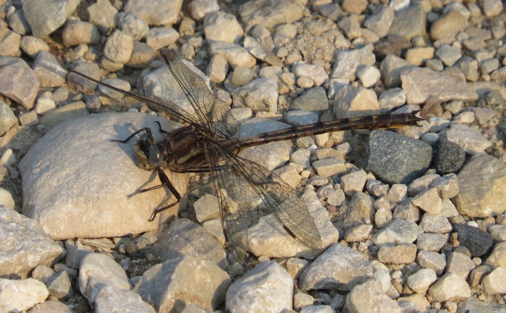 Dusky Clubtail from Schoolcraft County, MI, USA on July 3, 2021 at 07: ...