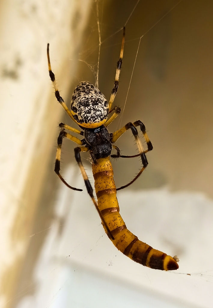 African Hermit Spider in February 2022 by Marcus! · iNaturalist