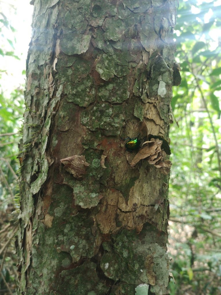 Eumolpus from Puerto Iguazú on January 19, 2022 at 12:52 PM by r-ento ...