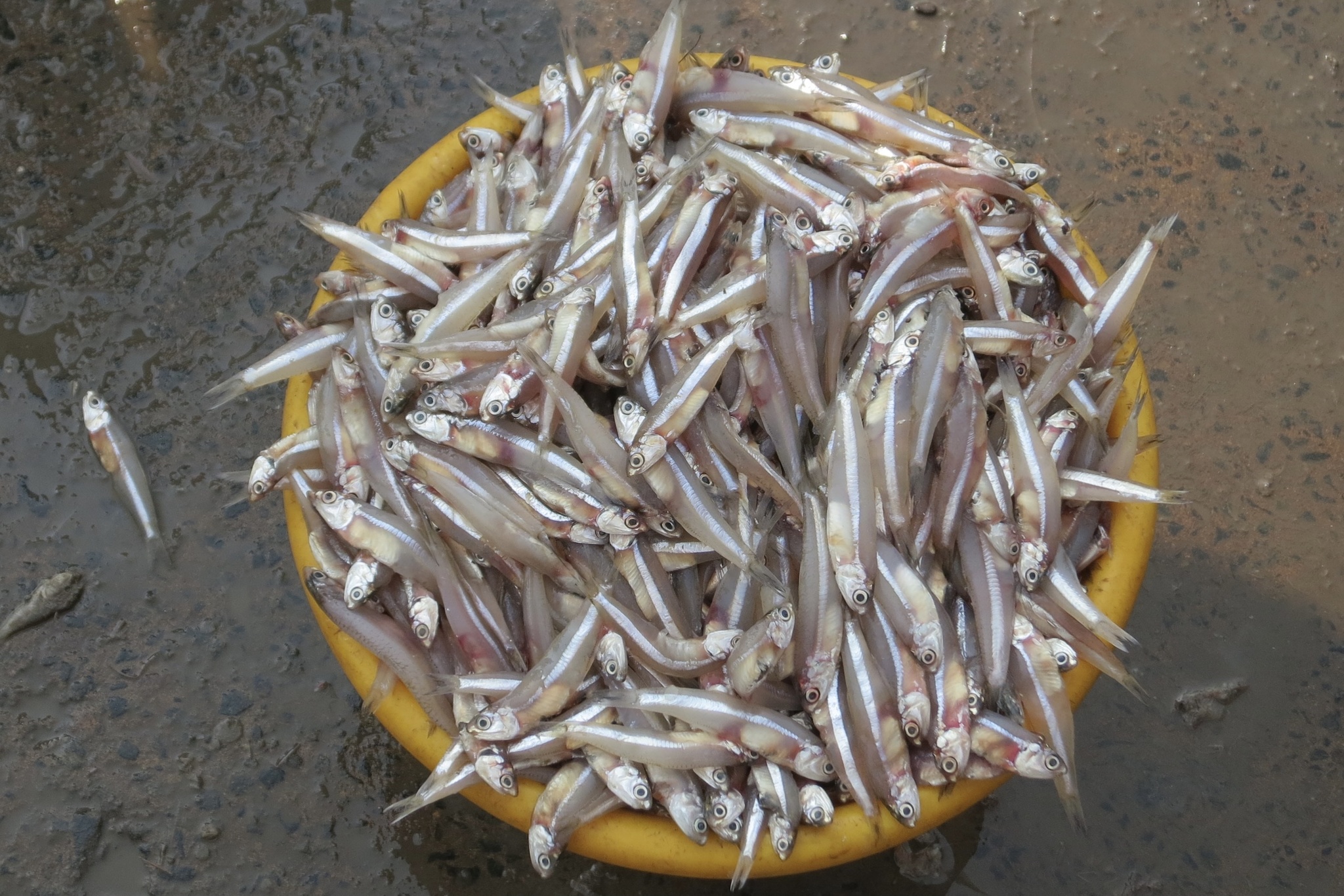 Stolephorus indicus (van Hasselt, 1823)